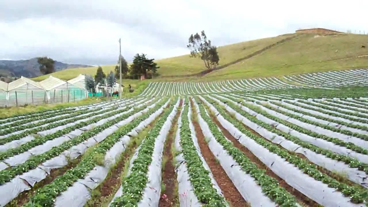 Comproagro - Mis productos