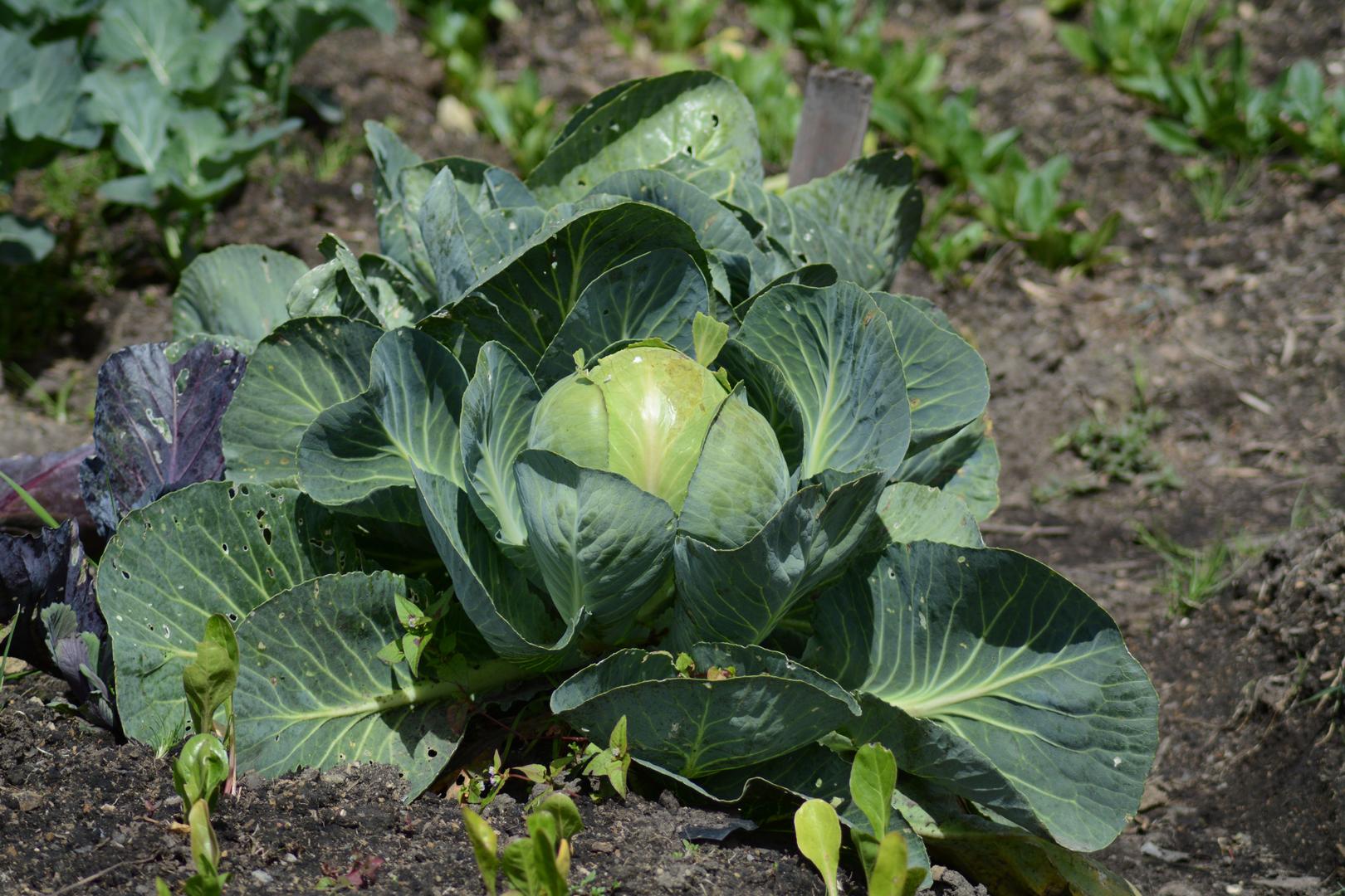 Comproagro - Mis productos