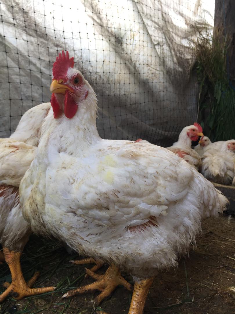 Comproagro - Mis productos