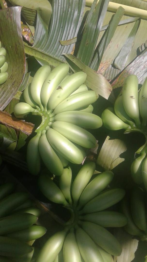 Comproagro - Mis productos