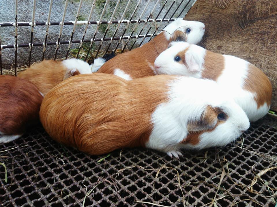 Comproagro - Mis productos