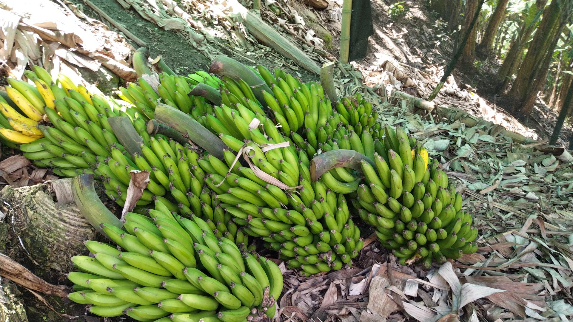 Comproagro - Mis productos