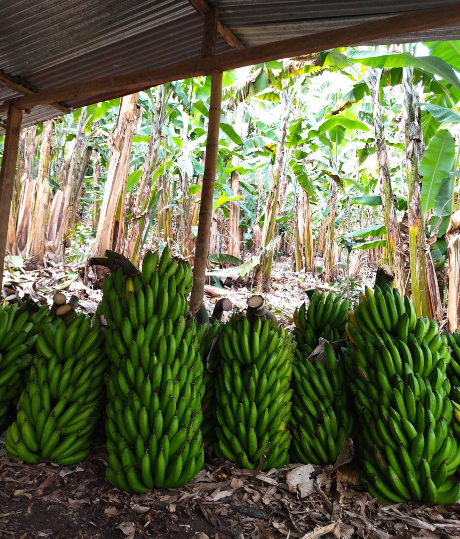 Comproagro - Mis productos