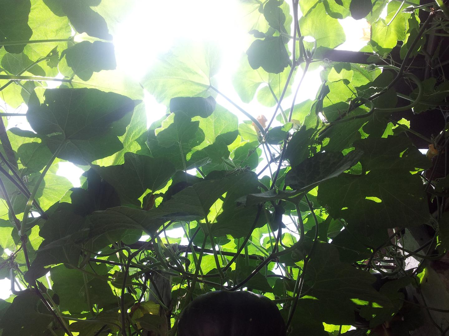 Comproagro - Mis productos